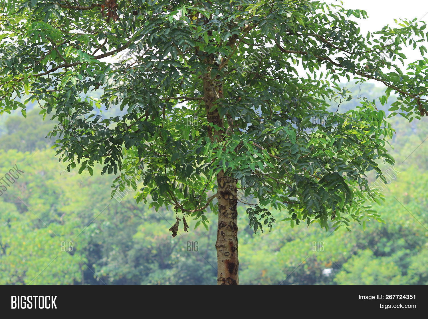 Branches Trees. Travel Image & Photo (Free Trial) | Bigstock