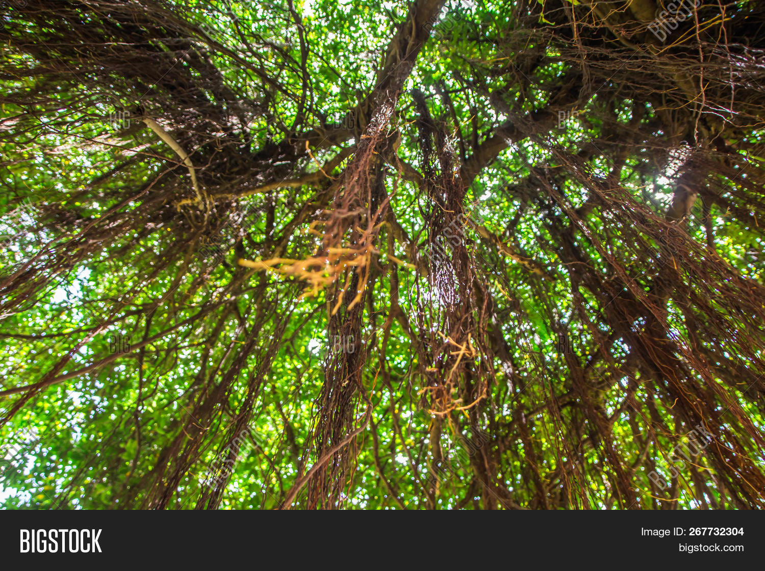 Ficus Benjamina Linn Image & Photo (Free Trial) | Bigstock