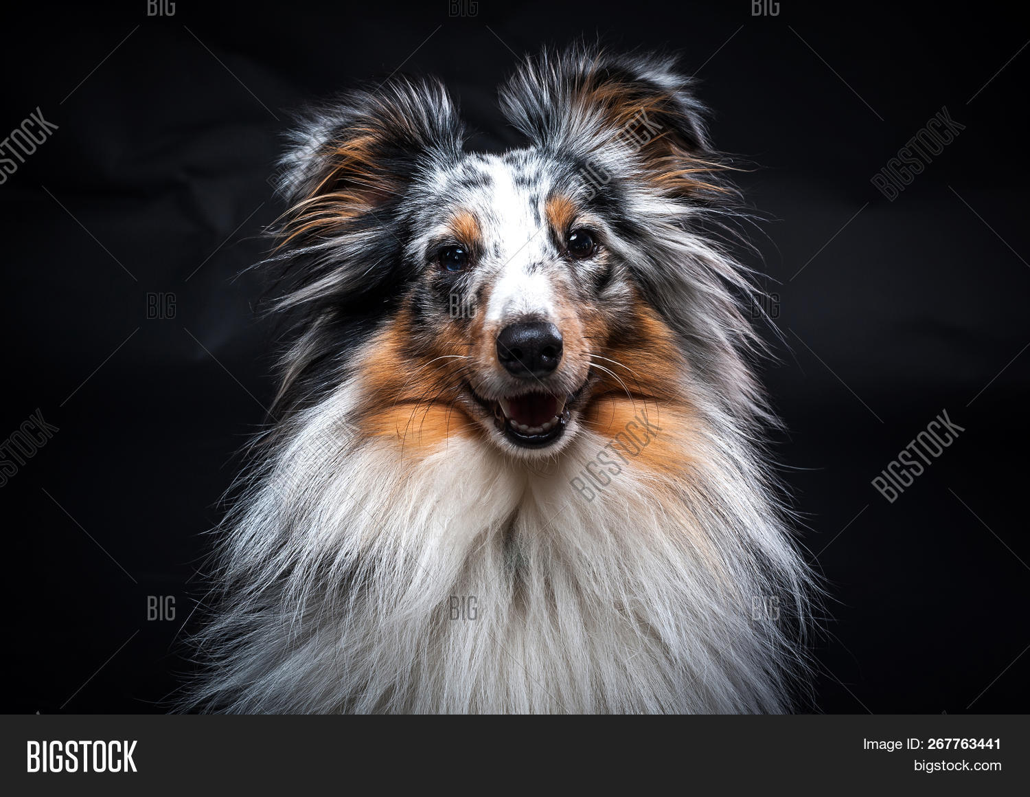 Portrait Sheltie Image & Photo (Free Trial) | Bigstock