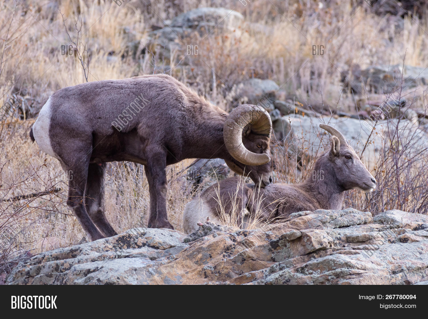 Mating Pair Bighorn Image & Photo (Free Trial) | Bigstock