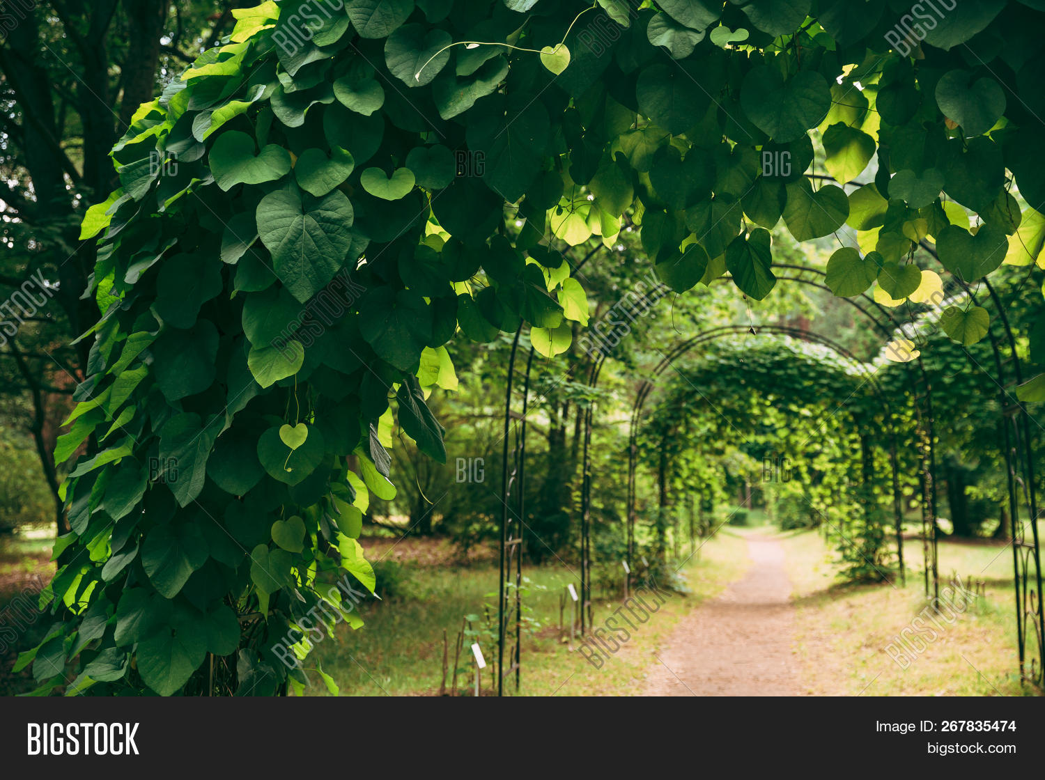 Beautiful Alley Park. Image & Photo (Free Trial) | Bigstock