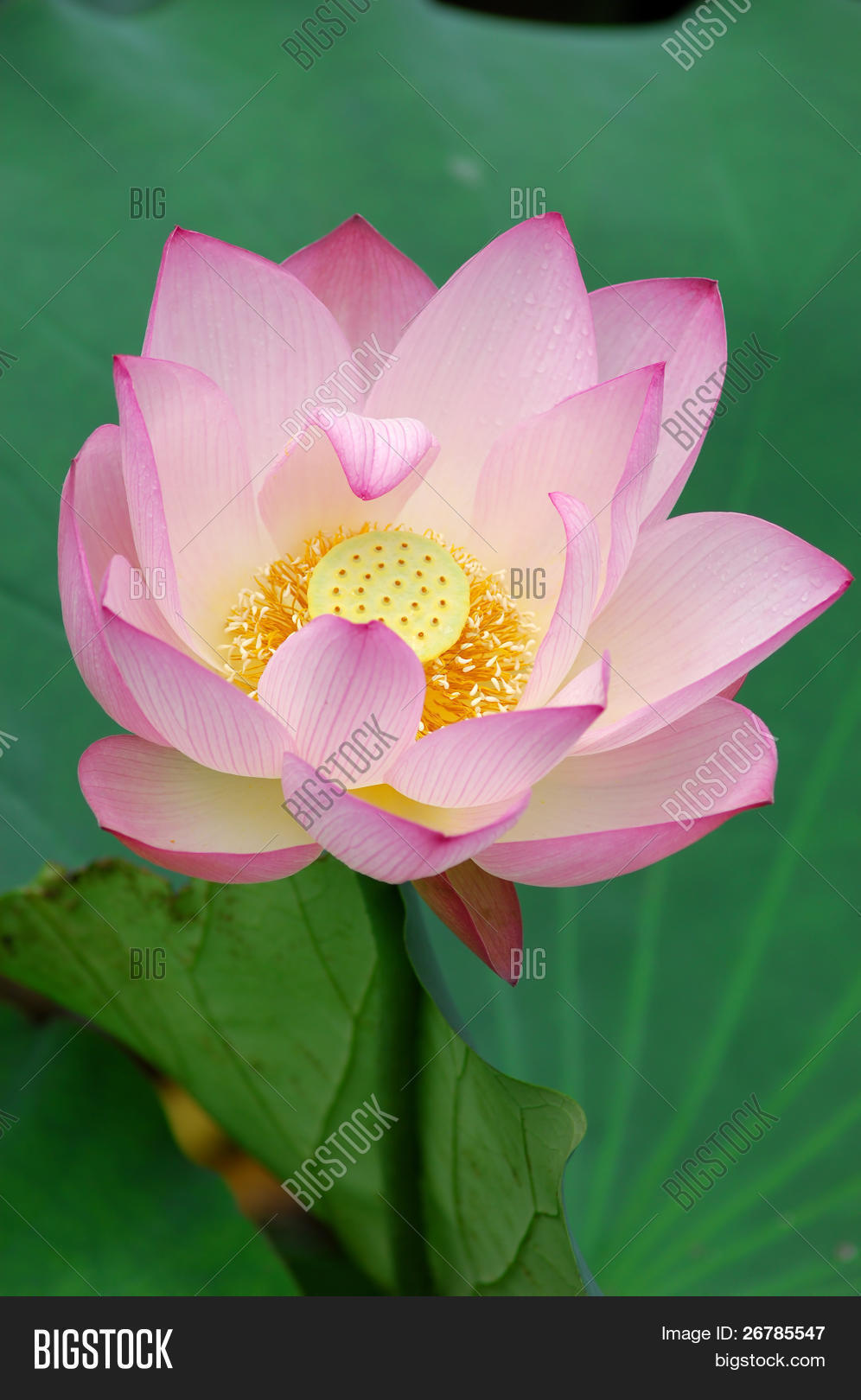 Blooming Lotus Flower Image & Photo (Free Trial) | Bigstock