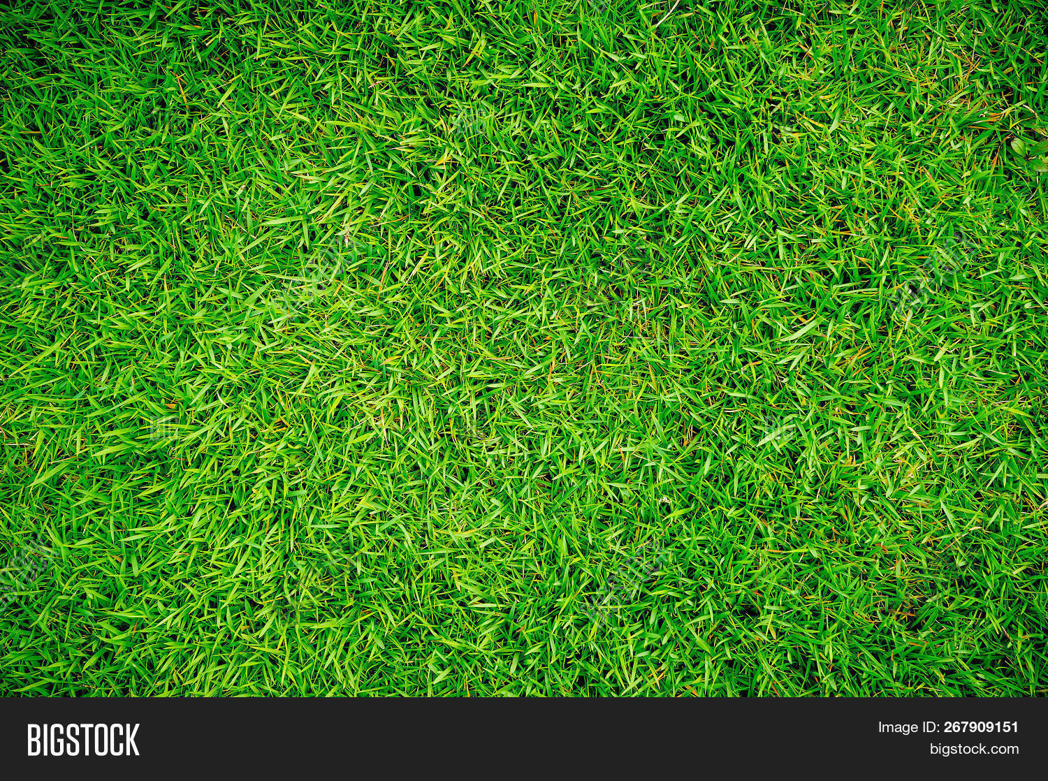 Green Lawn, Backyard Image & Photo (Free Trial) | Bigstock