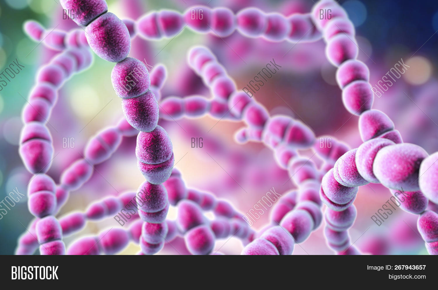Bacteria Streptococcus Image & Photo (Free Trial) | Bigstock