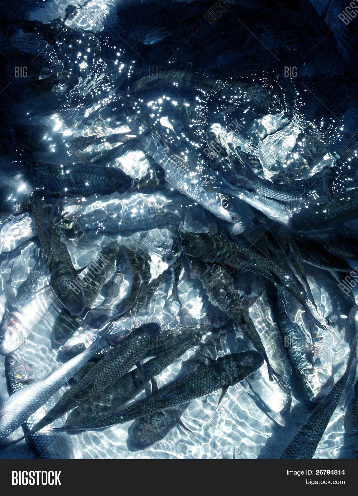 Image Fish Water Image & Photo (Free Trial) | Bigstock