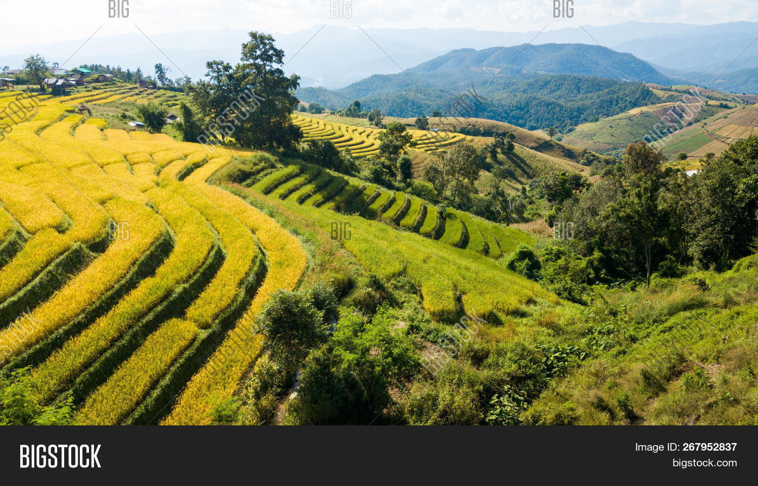 Most Beautiful Rice Image & Photo (Free Trial) | Bigstock