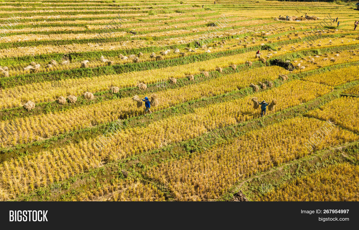 Most Beautiful Rice Image & Photo (Free Trial) | Bigstock