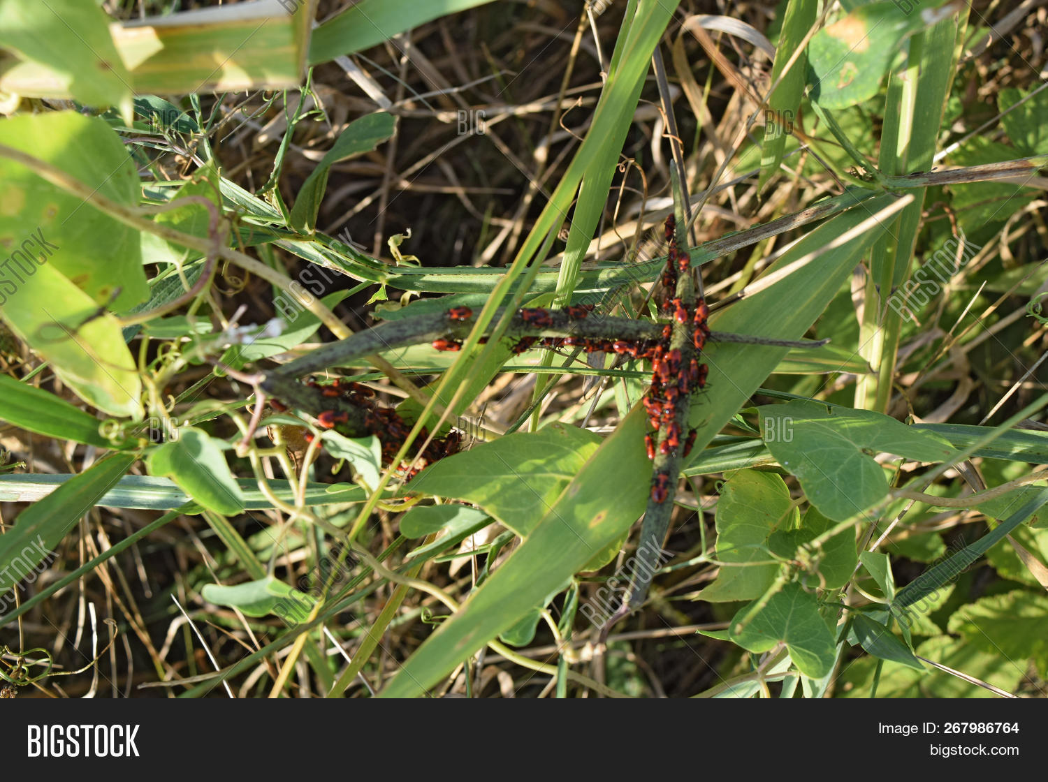 Firebugs Mating Image & Photo (Free Trial) | Bigstock