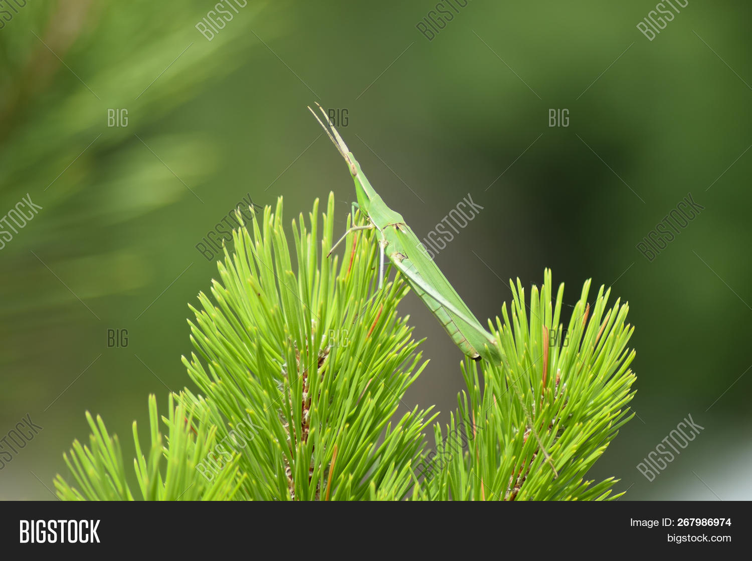 Green Locusts, Image & Photo (Free Trial) | Bigstock