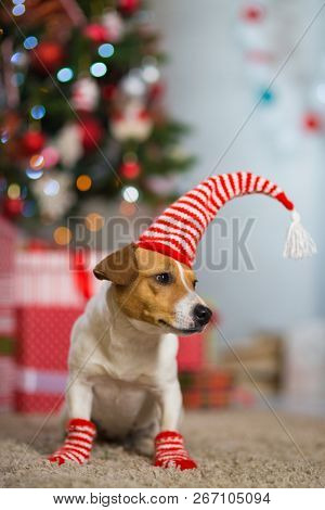 Dog Under Tree Images, Illustrations & Vectors (Free) - Bigstock