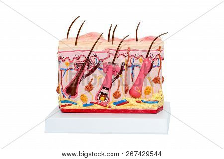 Human Skin Cross- Image & Photo (Free Trial) | Bigstock