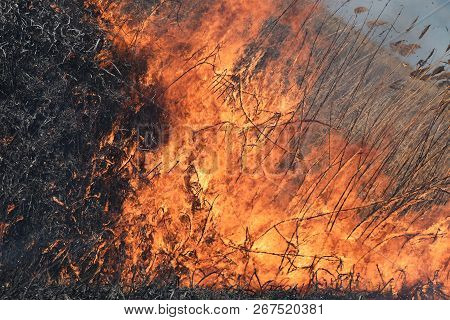 Burning Dry Grass Image & Photo (Free Trial) | Bigstock