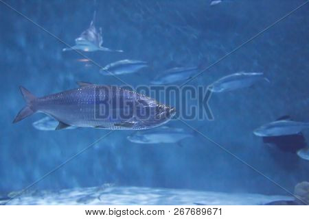 Large Ocean Fish Image & Photo (Free Trial) | Bigstock