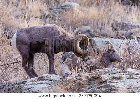 Mating Pair Bighorn Image & Photo (Free Trial) | Bigstock