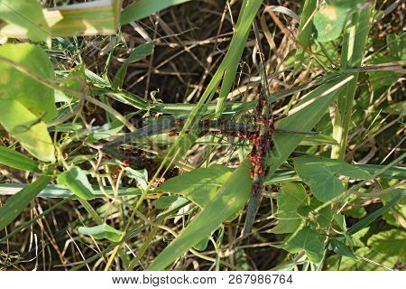 Firebugs Mating Image & Photo (Free Trial) | Bigstock