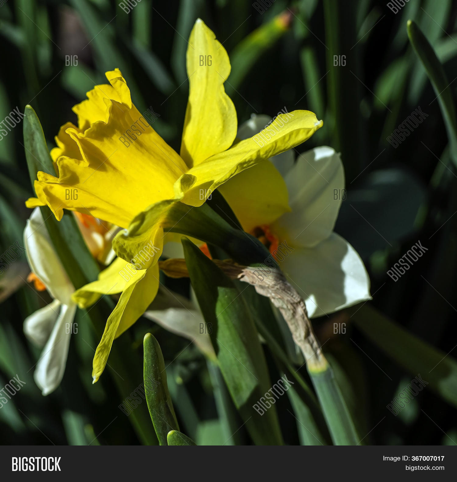 Yellow Narcissus, Image & Photo (Free Trial) | Bigstock