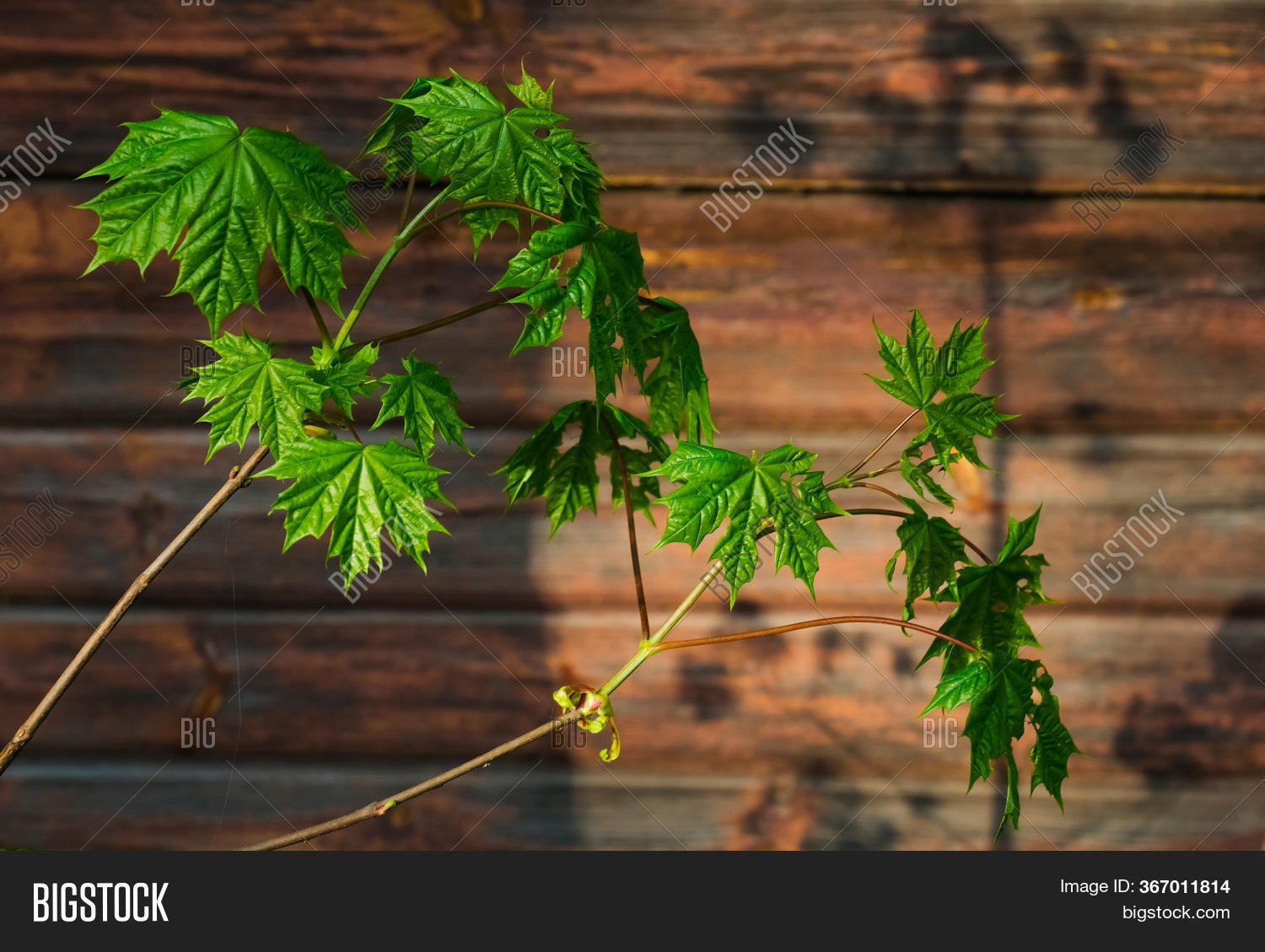 Young Maple Leaves Image & Photo (Free Trial) | Bigstock