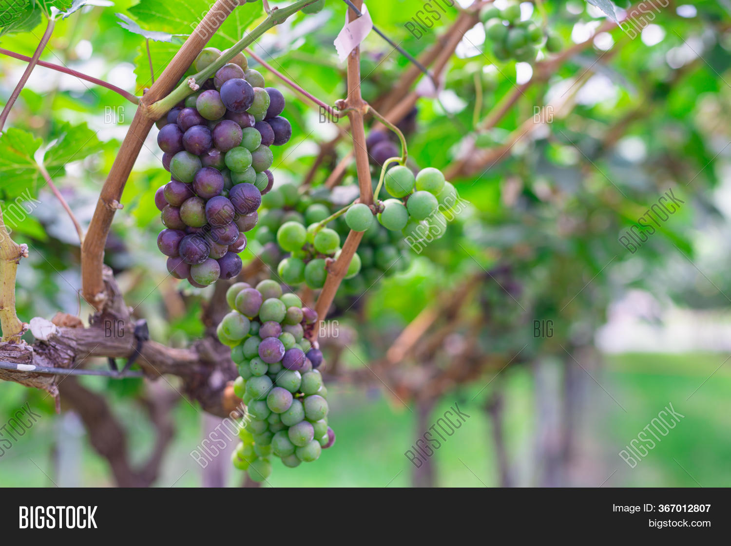 Bunch Red White Grape Image & Photo (Free Trial) | Bigstock