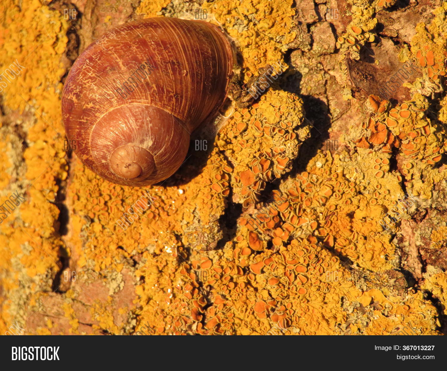 Slow Animal Shell Image & Photo (Free Trial) | Bigstock