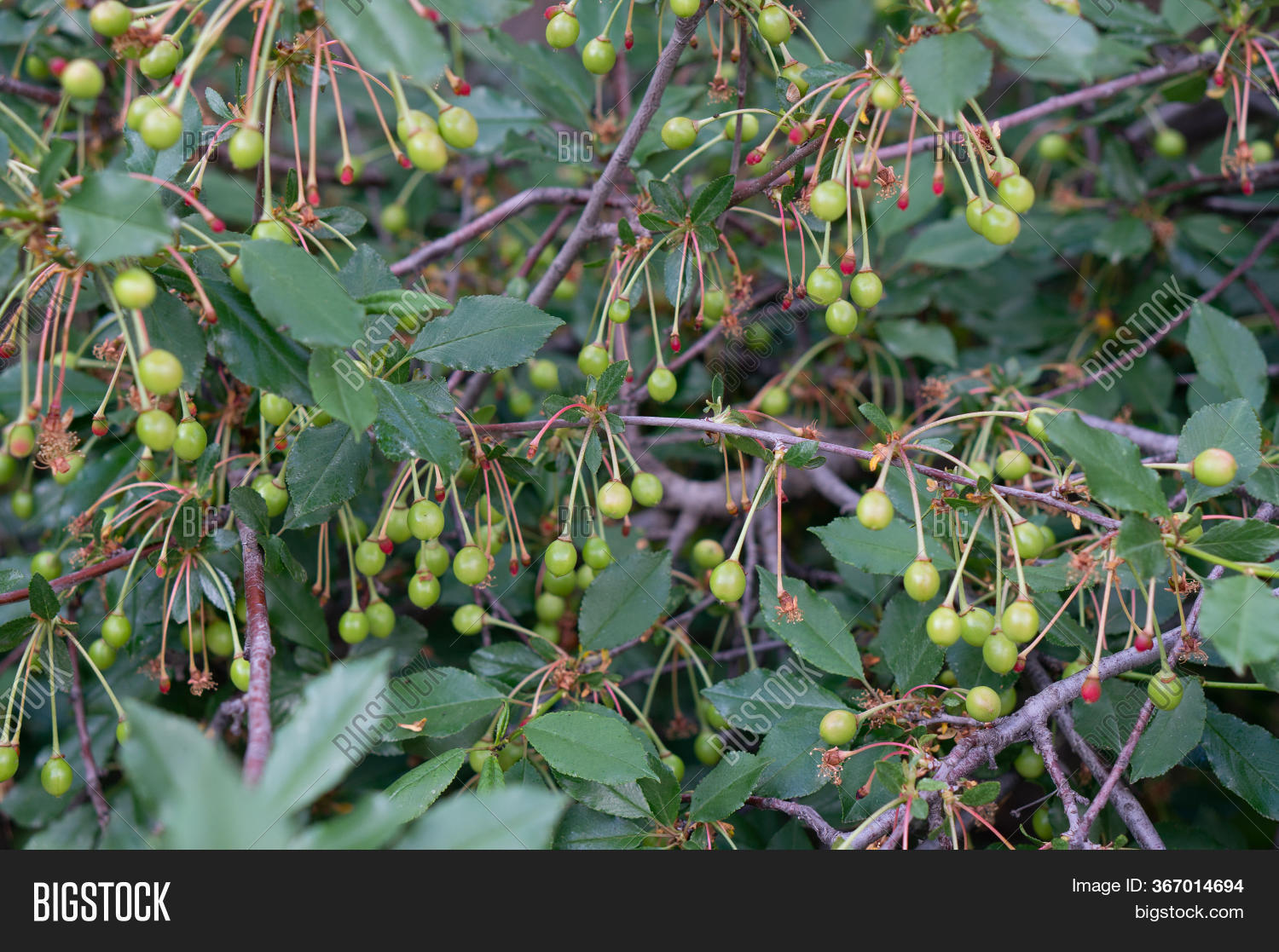 Branch Unripe Cherry Image & Photo (Free Trial) | Bigstock
