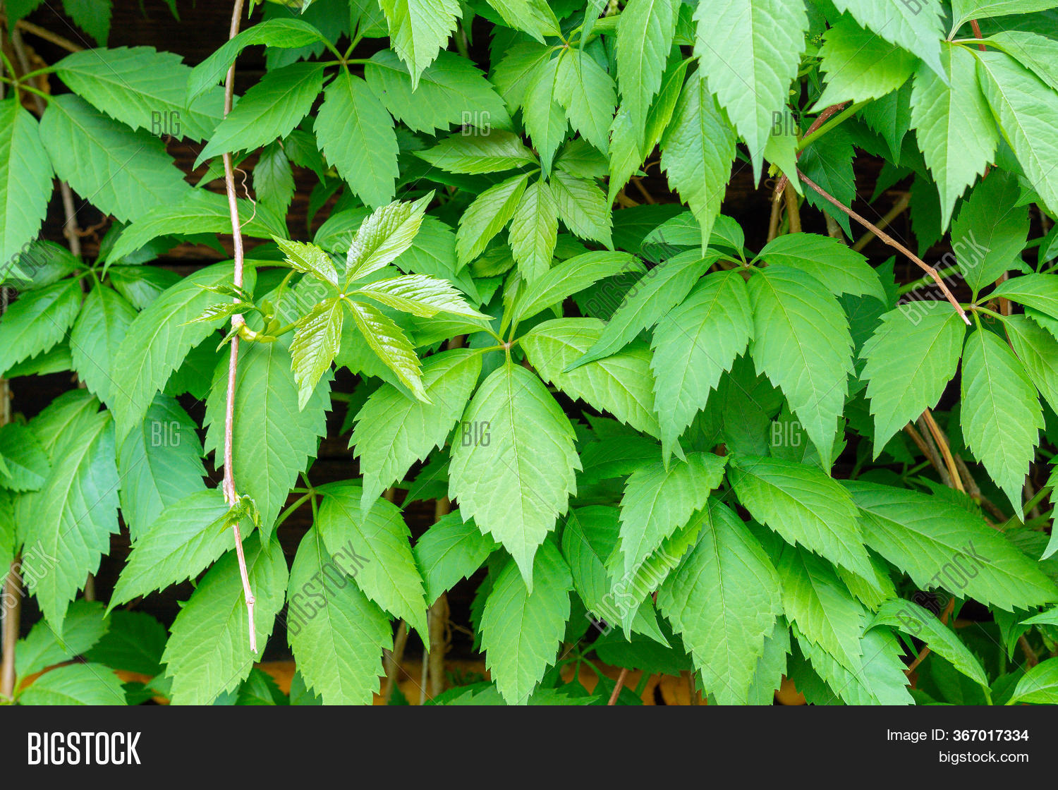 Wild Grapes Foliage Image & Photo (Free Trial) | Bigstock
