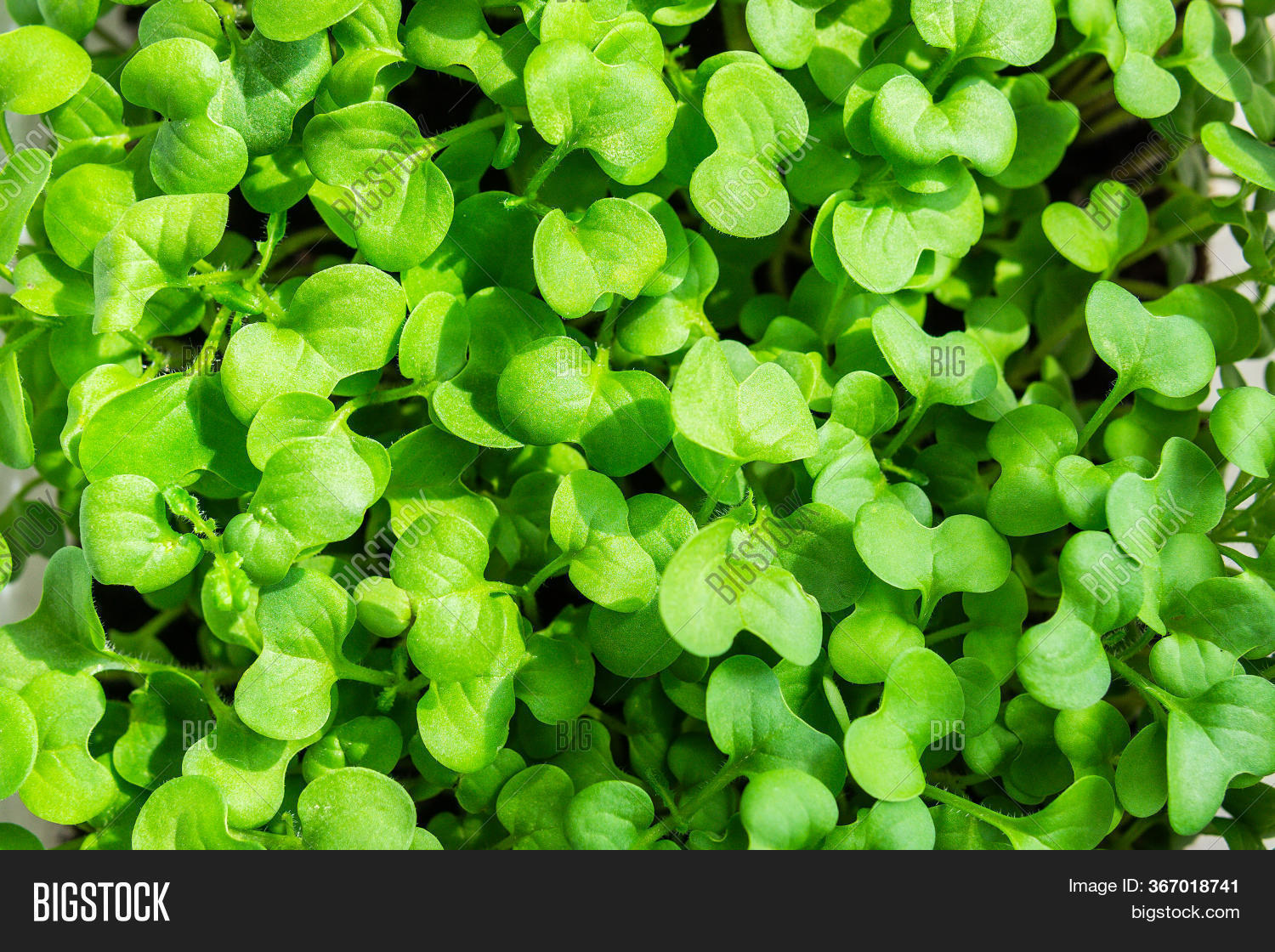 Fresh Arugula Image & Photo (Free Trial) | Bigstock