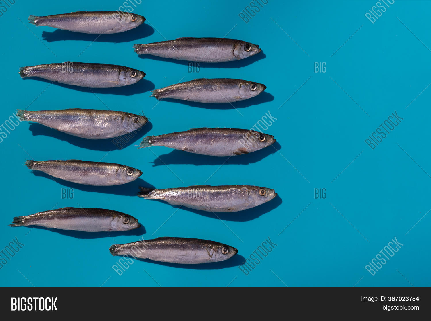 Small Sea Fish On Blue Image & Photo (Free Trial) | Bigstock