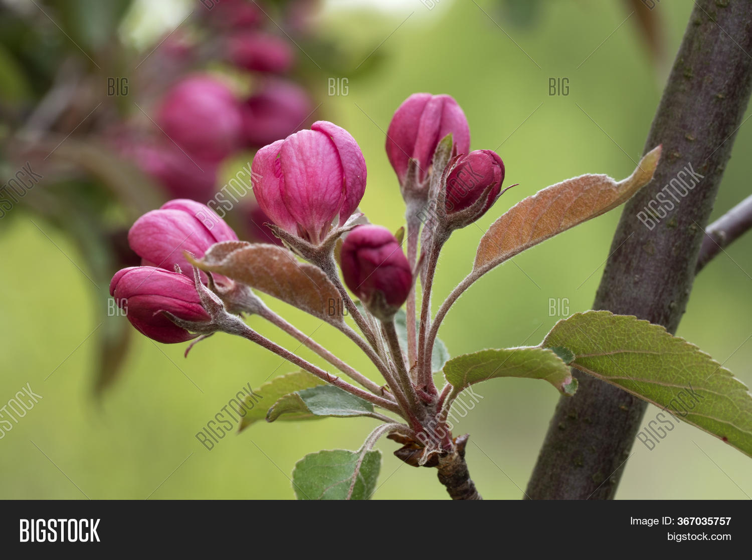 Apple Tree Branch Buds Image & Photo (Free Trial) | Bigstock