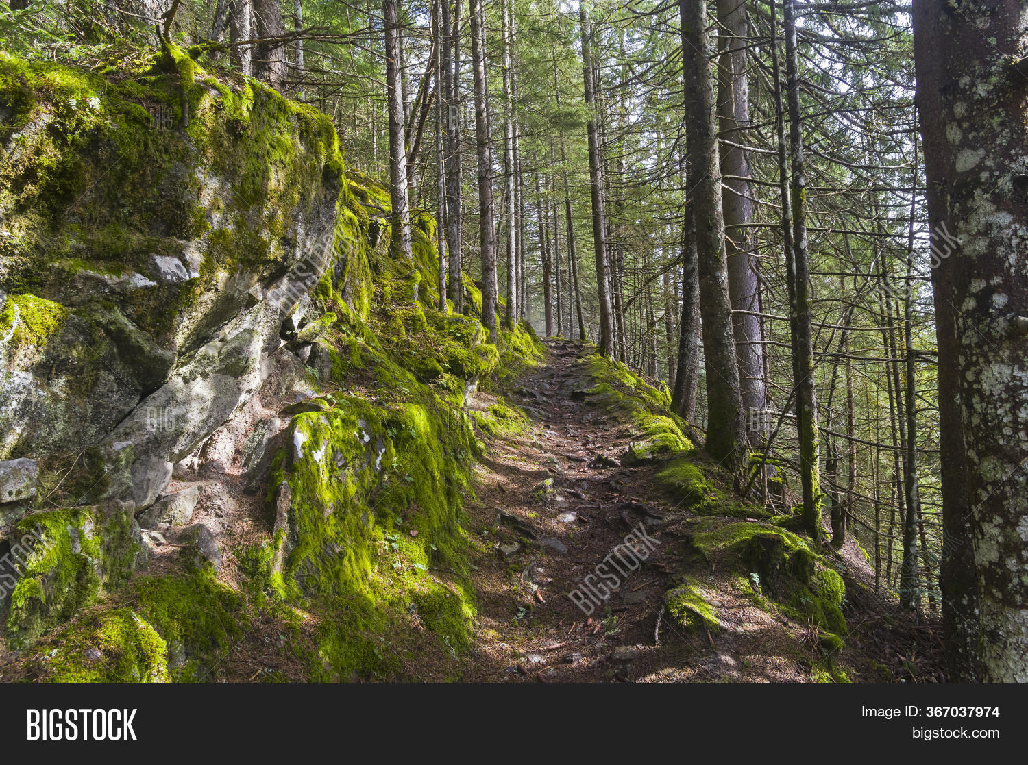 Hillside Trail Image & Photo (Free Trial) | Bigstock