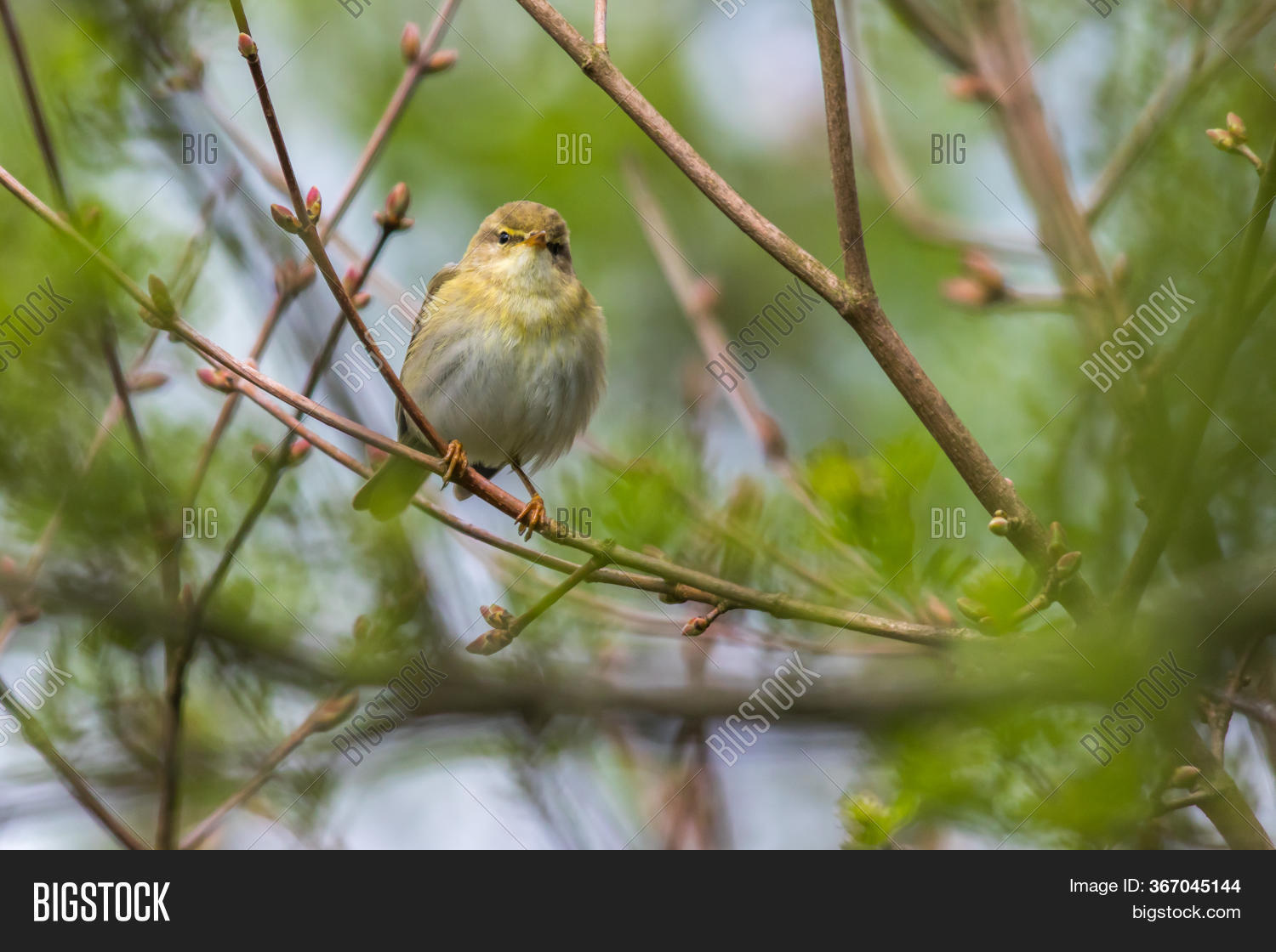Common Chiffchaff ( Image & Photo (Free Trial) | Bigstock