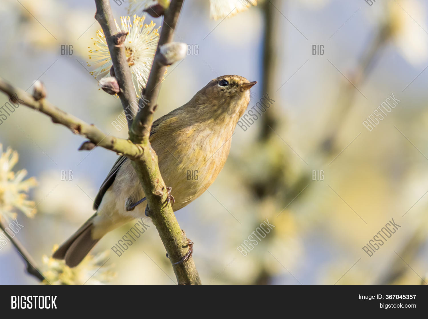 Common Chiffchaff ( Image & Photo (Free Trial) | Bigstock