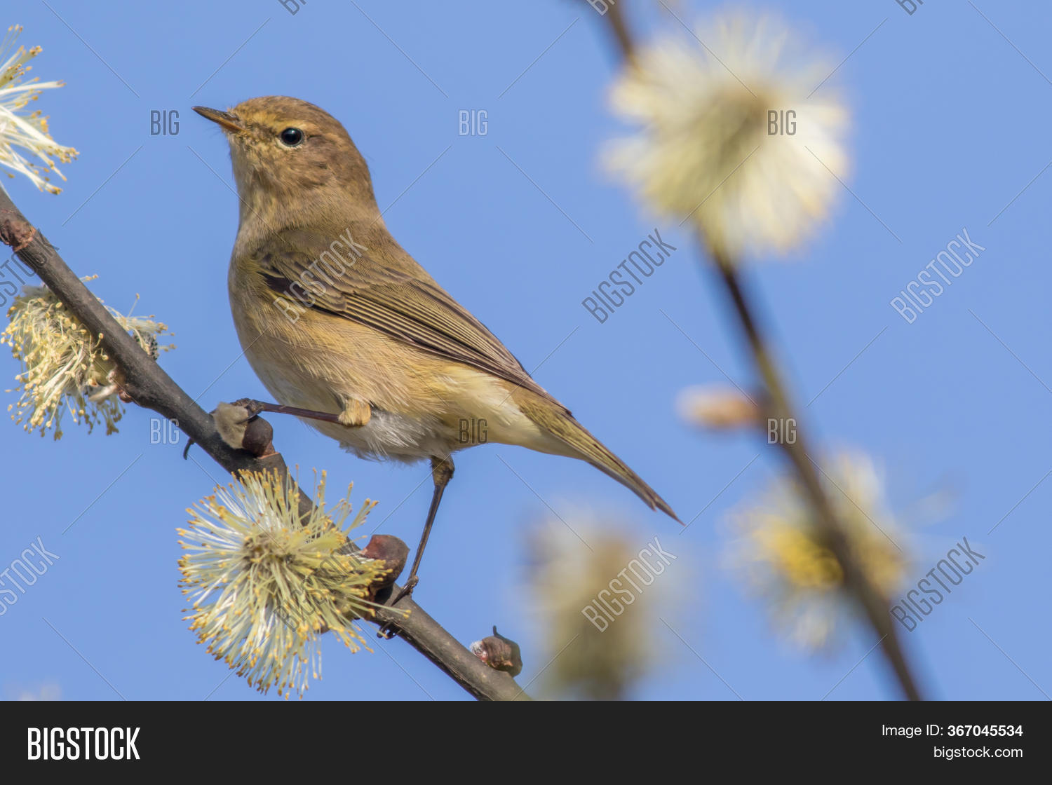 Common Chiffchaff ( Image & Photo (Free Trial) | Bigstock