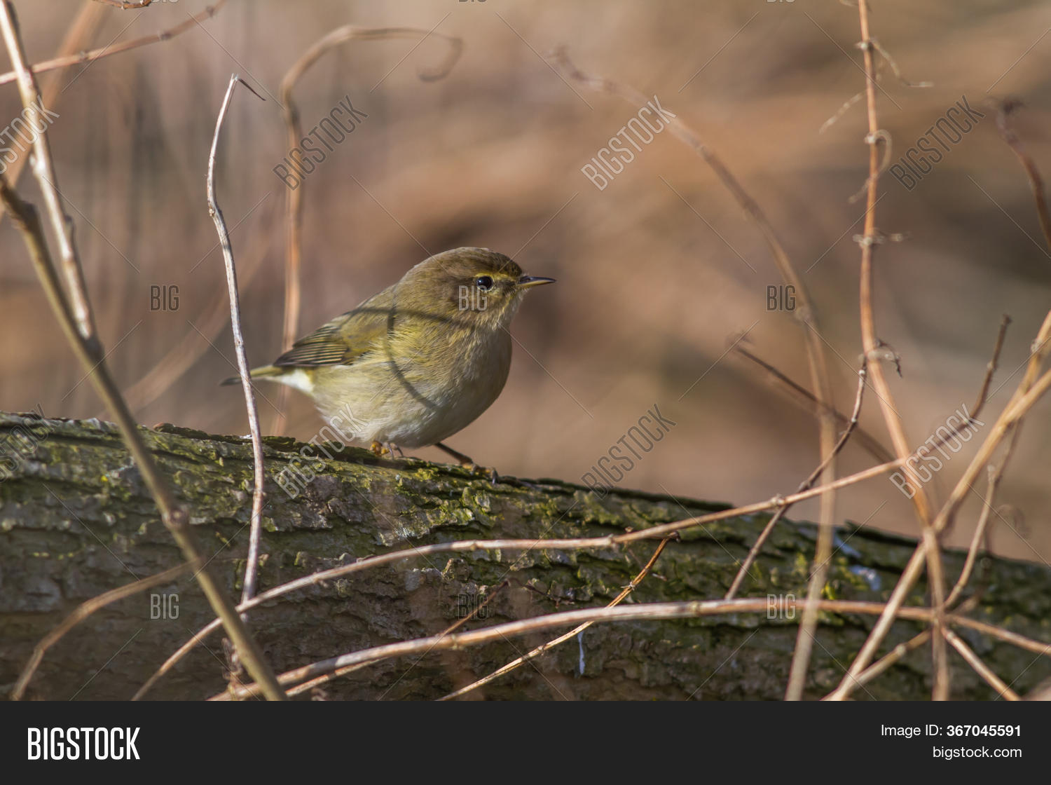Common Chiffchaff ( Image & Photo (Free Trial) | Bigstock