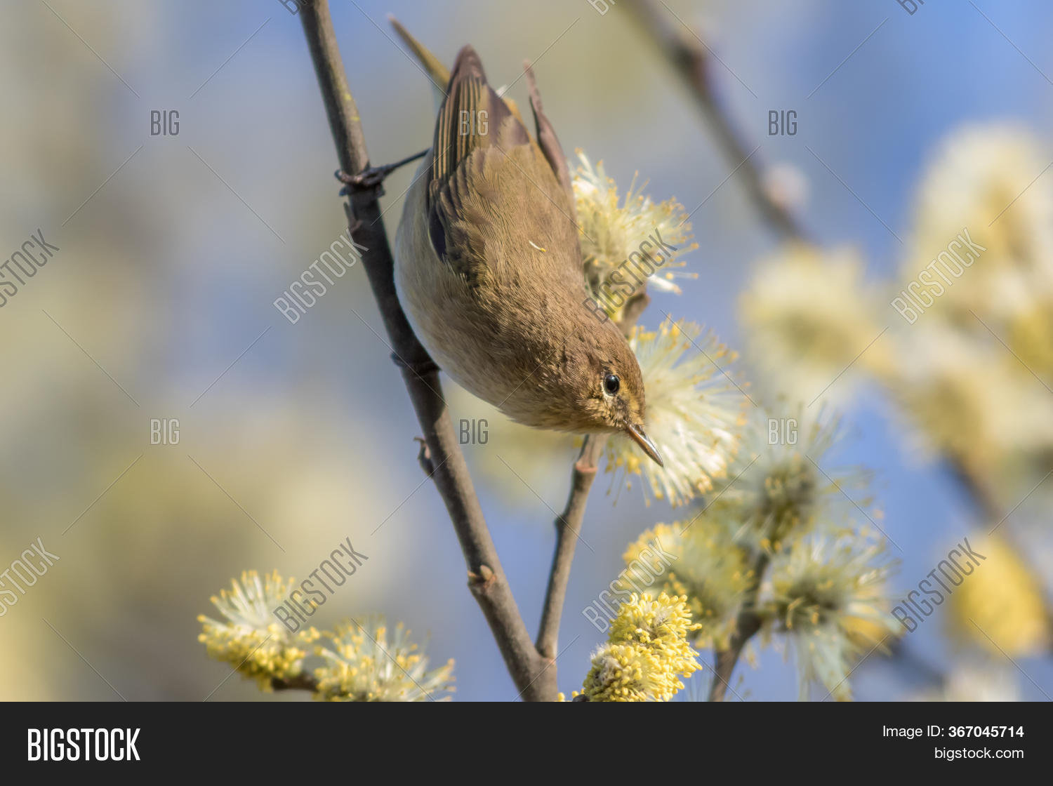 Common Chiffchaff ( Image & Photo (Free Trial) | Bigstock