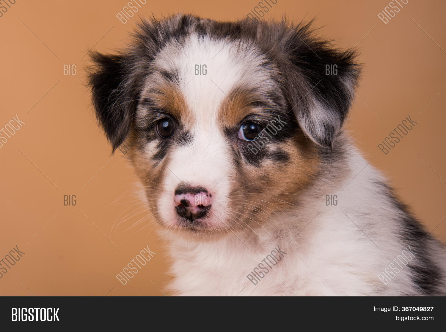 Red Merle Australian Image & Photo (Free Trial) | Bigstock