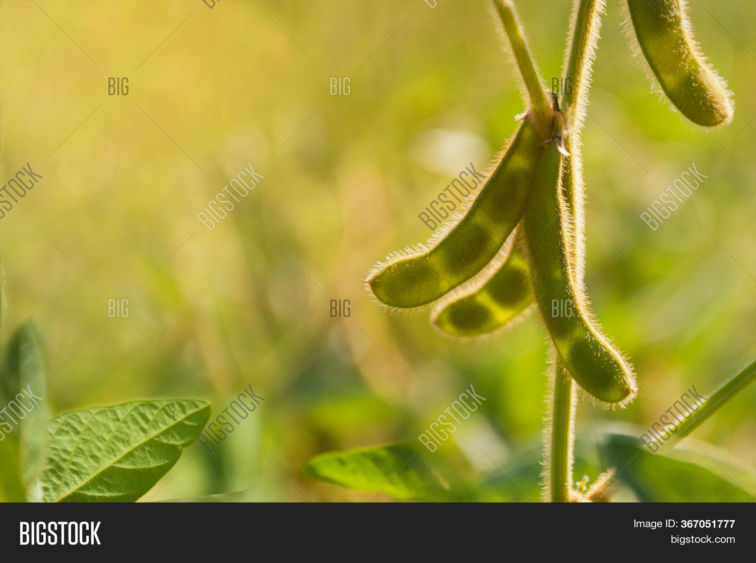 Soybean Pods On Young Image & Photo (Free Trial) | Bigstock