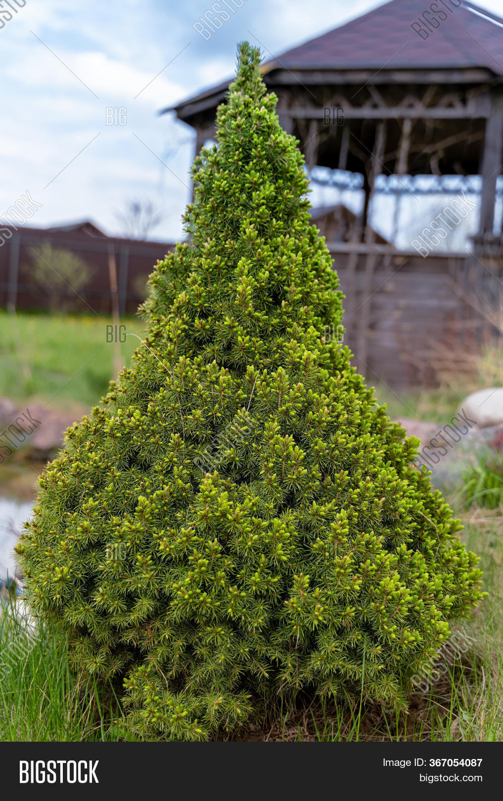 Dwarf White Spruce Image & Photo (Free Trial) | Bigstock