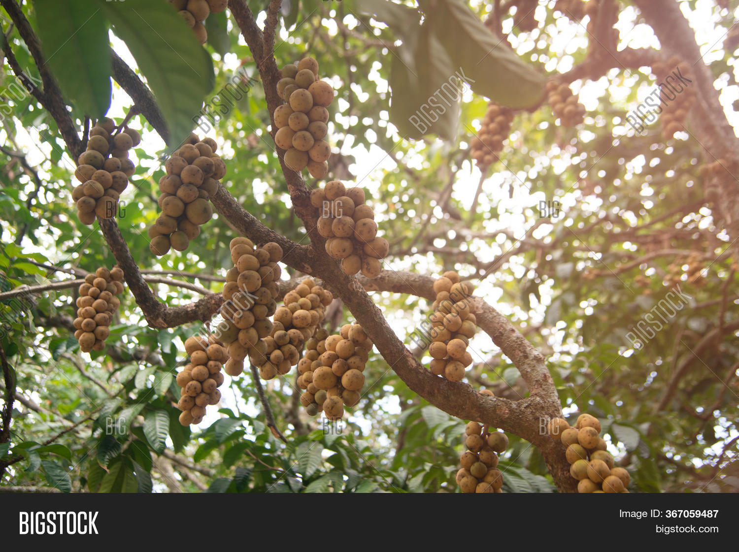 Lansium Domesticum, Image & Photo (Free Trial) | Bigstock