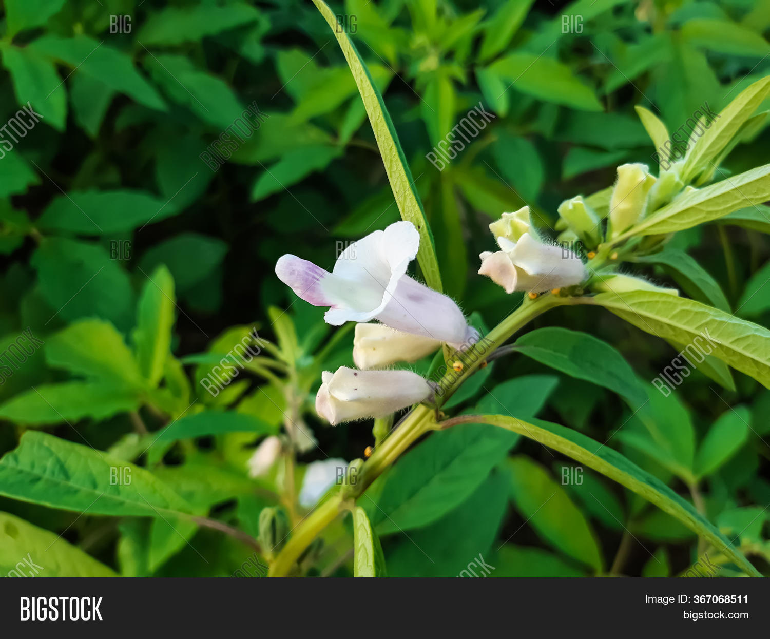 White Sesame Tree Image & Photo (Free Trial) | Bigstock