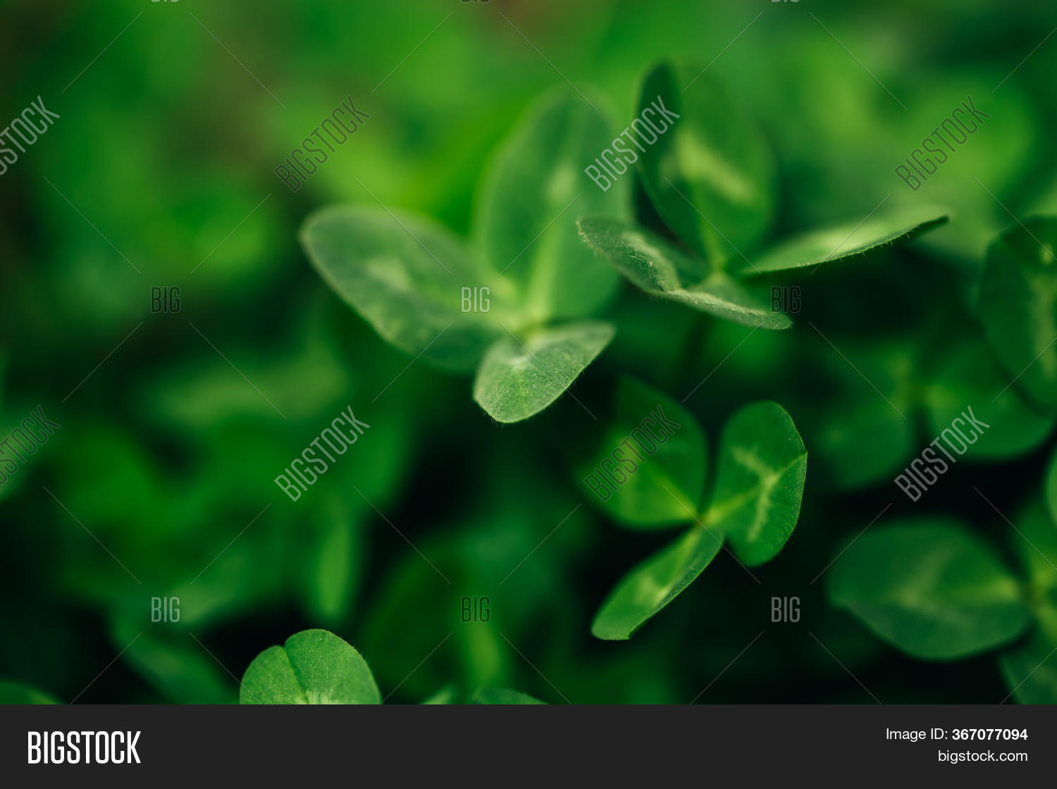 Macro Shot Clover Image & Photo (Free Trial) | Bigstock