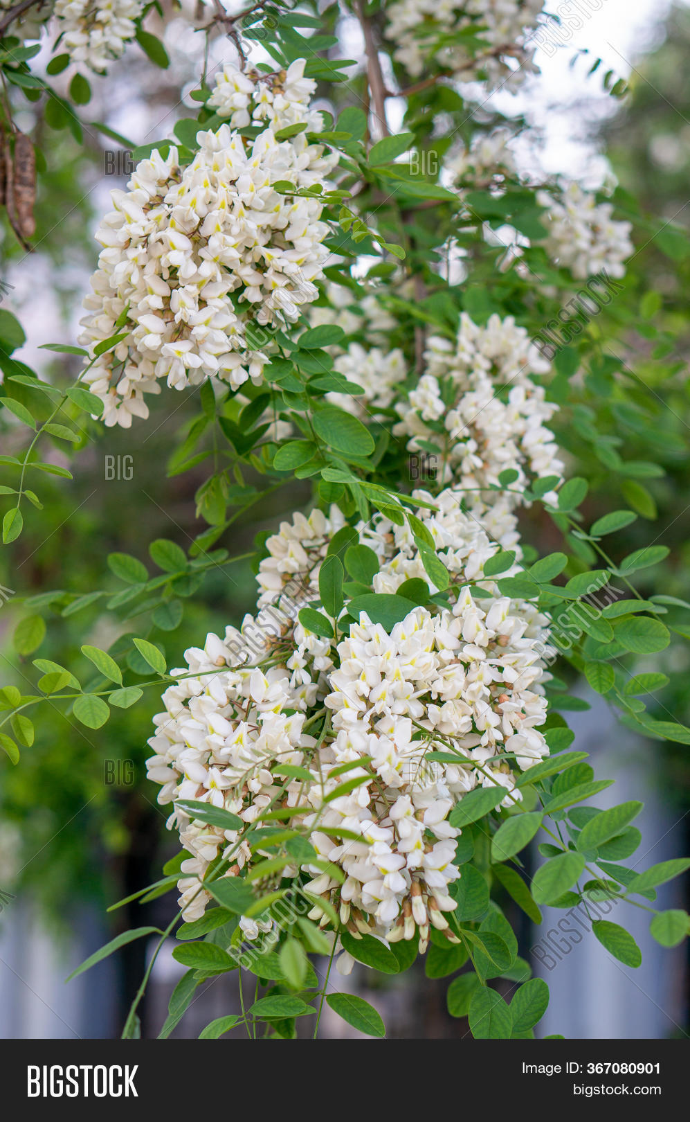Branches White Acacia Image & Photo (Free Trial) | Bigstock