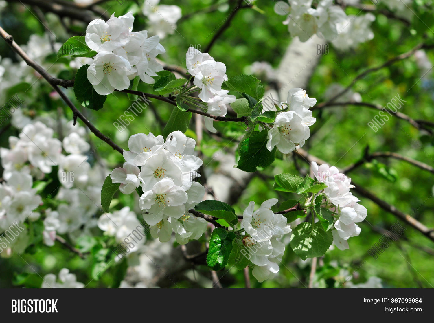 Flowering Apple Trees Image & Photo (Free Trial) | Bigstock