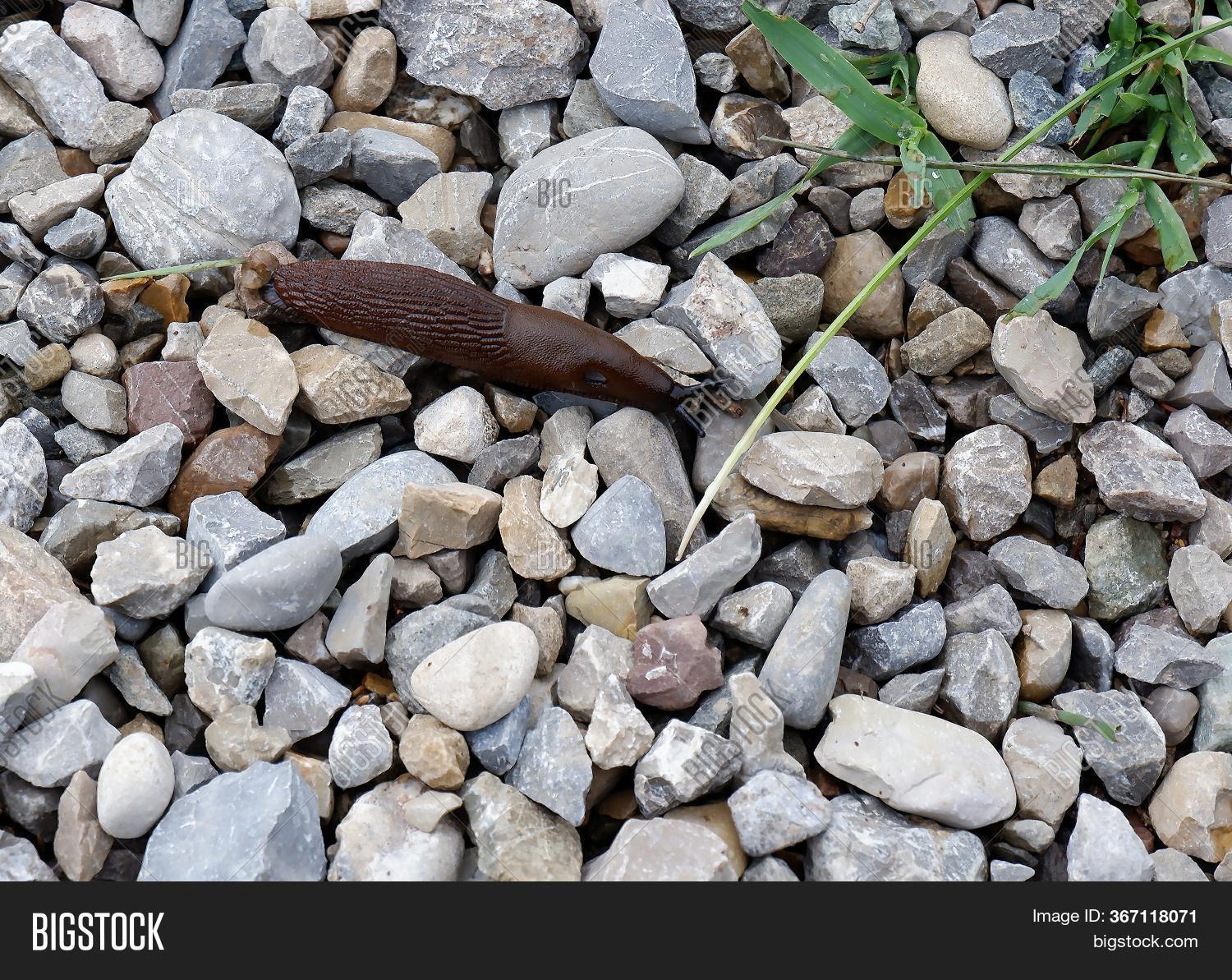 European Red Slug, Image & Photo (Free Trial) | Bigstock