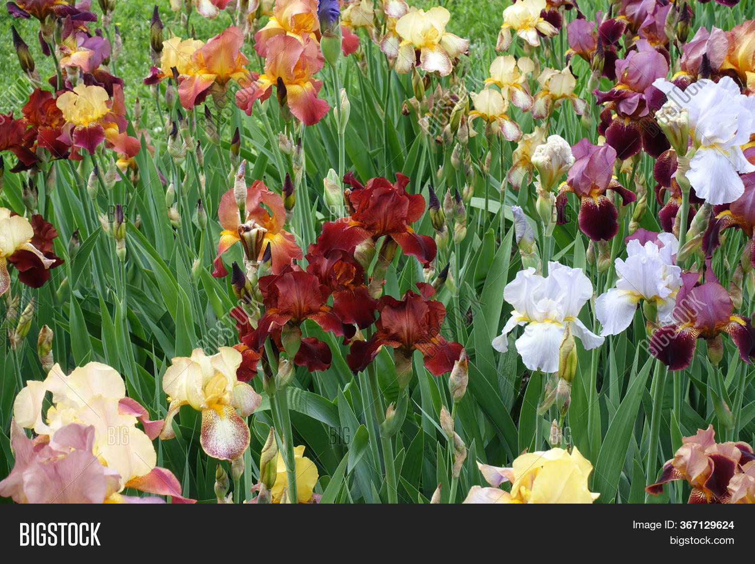 Bearded Irises Variety Image & Photo (Free Trial) | Bigstock
