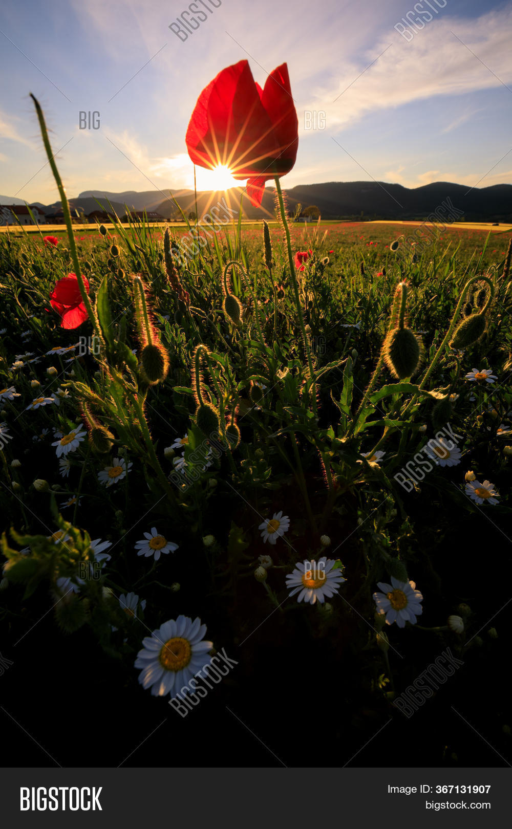 Sunset Over Field Red Image & Photo (Free Trial) | Bigstock