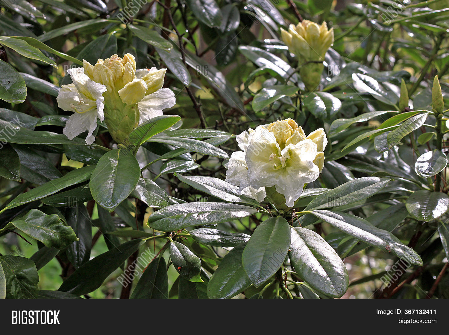 Rhododendron Spring. Image & Photo (Free Trial) | Bigstock