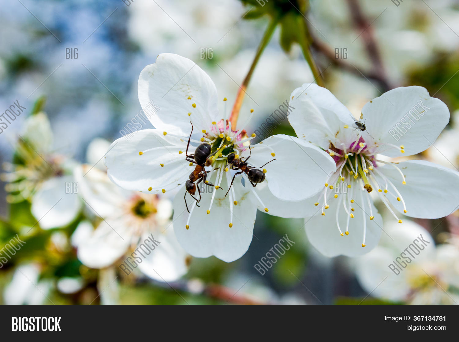 Ant Sits On Cherry Image & Photo (Free Trial) | Bigstock