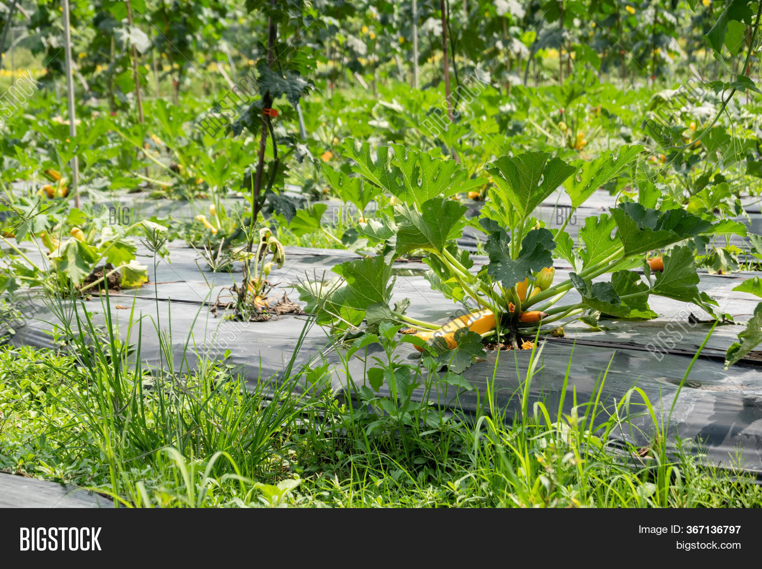 Farm Colorful Zucchini Image & Photo (Free Trial) | Bigstock