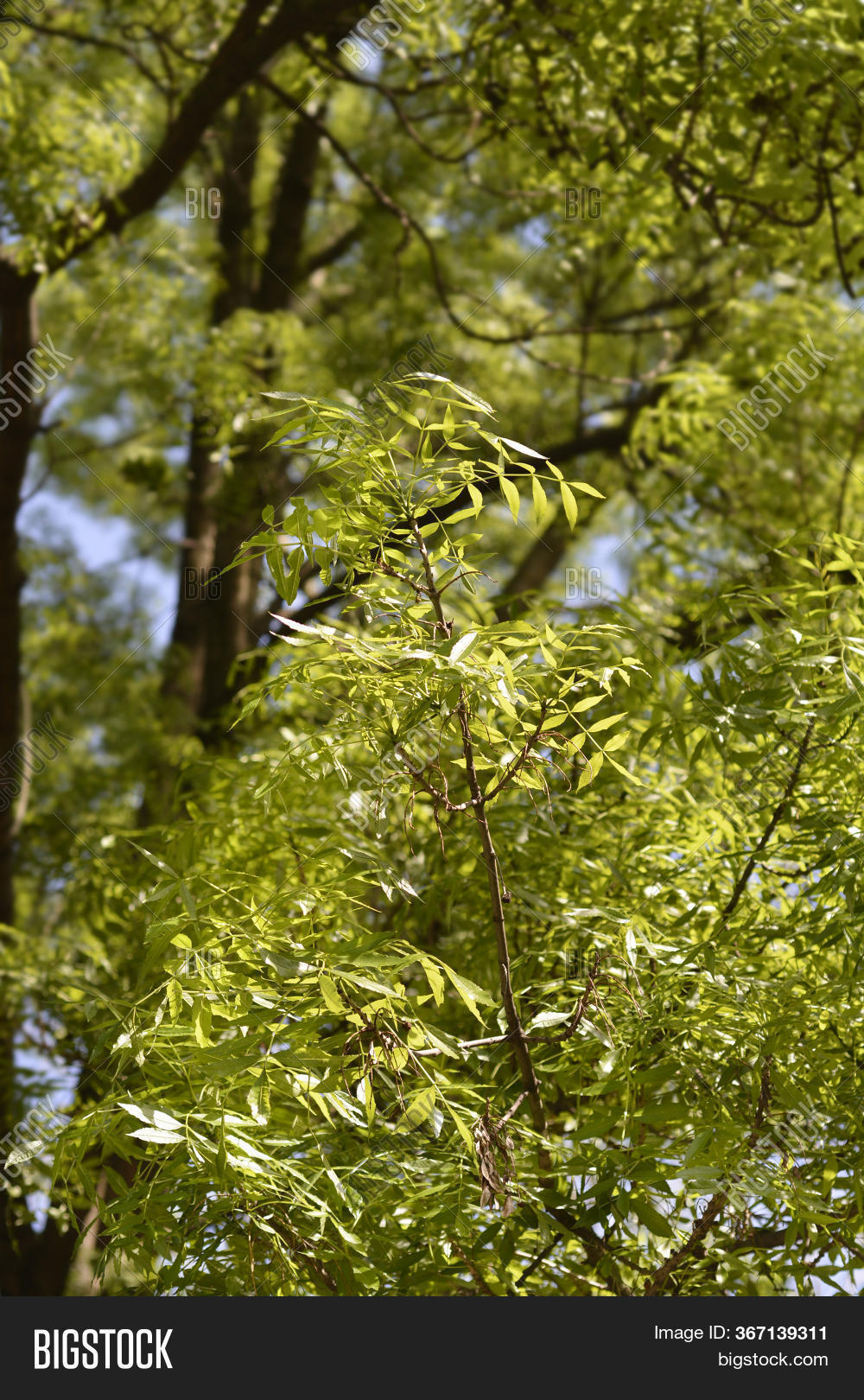 Narrow-leaved Ash Tree Image & Photo (Free Trial) | Bigstock