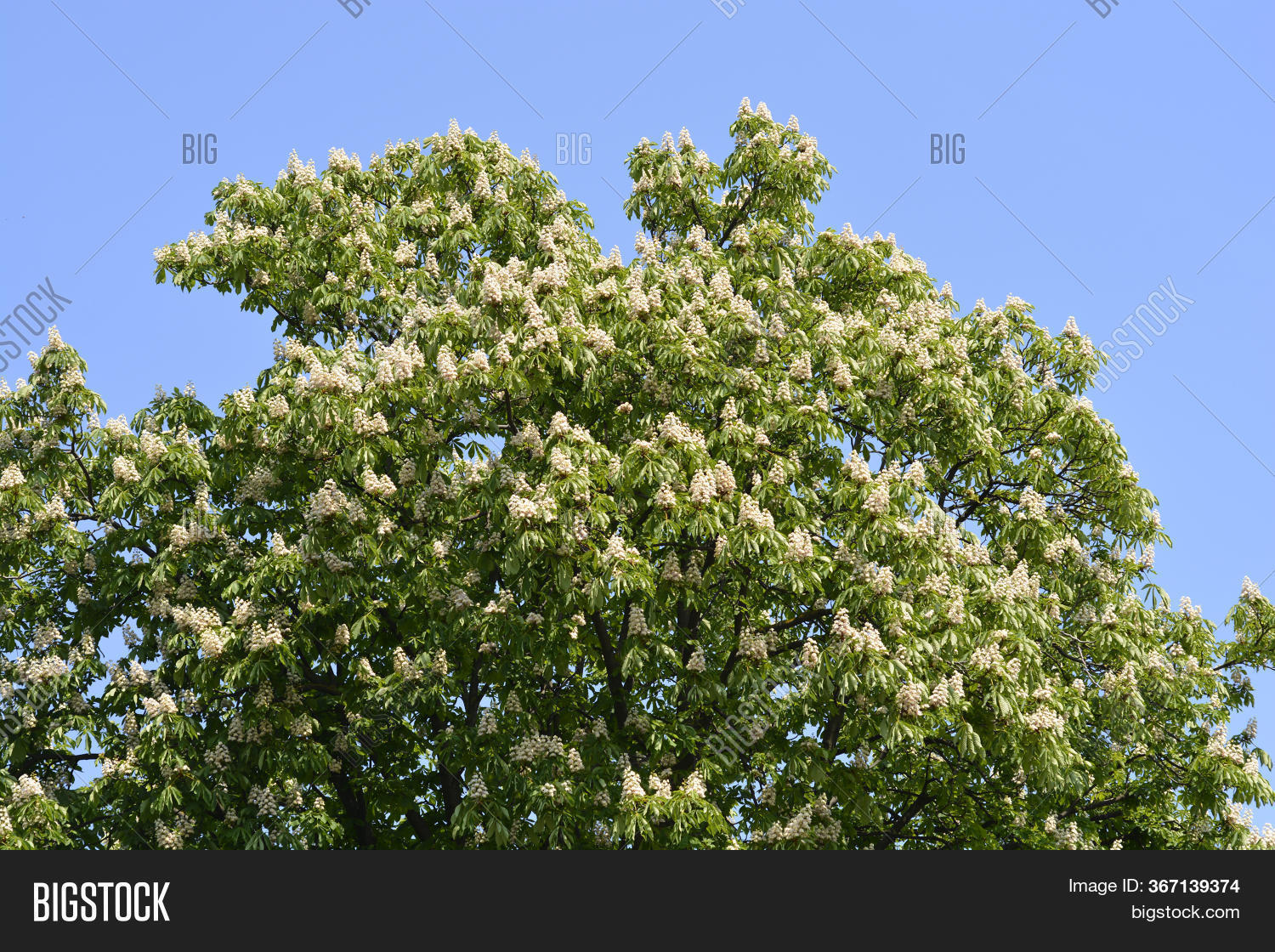 Common Horse Chestnut Image & Photo (Free Trial) | Bigstock